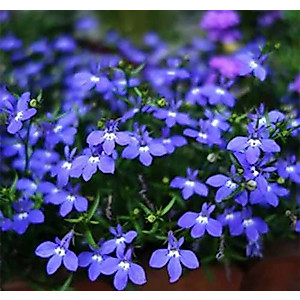 2000+ Blue Creeping Thyme Seeds for Planting Thymus Serpyllum - Heirloom Ground Cover Plants Easy to Plant and Grow - Open Pollinated (Blue)