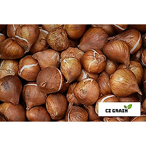 Mixed Color Tulip Bulbs for Planting - Ships from Iowa, USA (10 Bulbs)