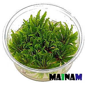 Mainam Pogostemon Helferi Downoi Live Aquarium Plants in Tissue Culture 100% Pest Free for Foreground Freshwater Aquatic Tank Imported Direct from Grower