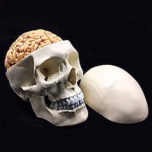 XINDAM Human Skull with Brain Anatomical Model 8-Part Life-Size Anatomy for Science Classroom Study Display Teaching Medical Model