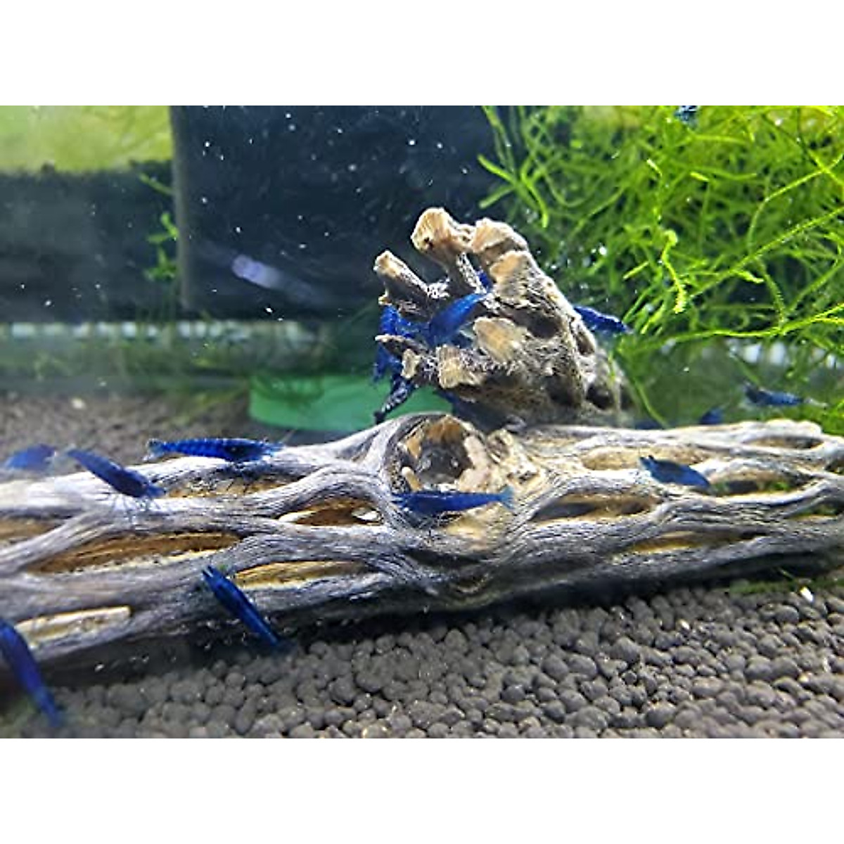 Natural Cholla Wood for Aquarium Decoration, Shrimp, Hermit Crab, Chew Toys for Small Pets (4 Inches Long(Pack of 3))