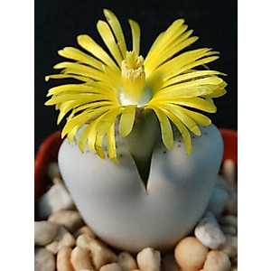 5 Lithops Live Plants 0.4 Inc, White Lithops Living Stones Succulents Planting Ornament Flower Pot Planting Garden Gift