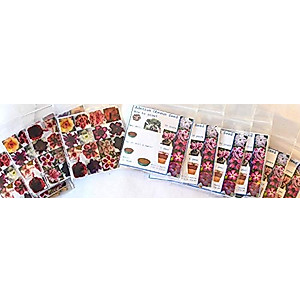 Desert Rose ADENIUM OBESUM Double Petal Flower - 100 Seeds - Beautiful and Rare!