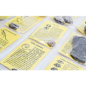 EISCO 12 Piece Deluxe Fossil Collection - Includes 12 Samples, Information Cards and a Geological Timescale - Great for Introductory Fossil Study