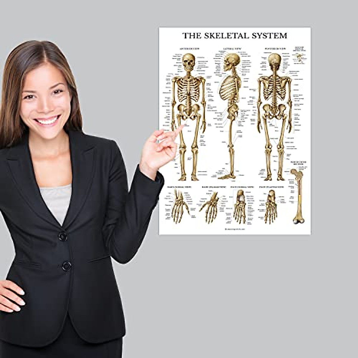Palace Learning 4 Pack - Anatomical Poster Set - Laminated - Muscular, Skeletal, Ligaments of the Joints, Brain - Anatomy Chart Set (LAMINATED, 18” x 24”)