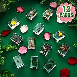 12 Pcs Insect in Resin Specimen Bugs Collection Paperweights Arachnid Resin Specimen Different Insect Specimen Bug Preserved in Resin for Kids Scientific Educational Toy, 12 Styles (Ladybug)