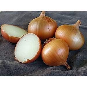 Walla Walla Sweet Onion (Allium cepa) 250mg Seeds for Planting, Vegetable Garden, Delicious for Fresh Slices on Sandwiches, Sweet Onion with a Short Storage Period, Open Pollinated, Heirloom, Non GMO