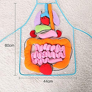 vocheer 3D Organ Apron, Anatomy Apron Human Body Organs Awareness Montessori Educational Tool Toy for Home Preschool Teaching Aid, Transparent…
