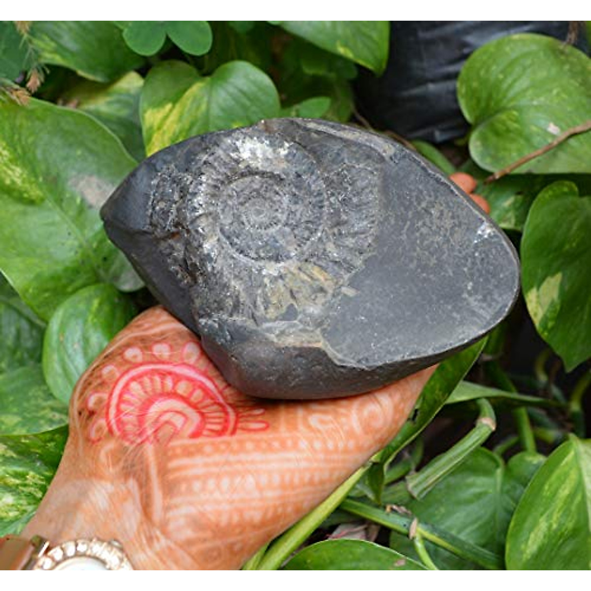 Shiva Lingam Shop Natural Shaligram, Religious Gifts, Sudarshan Saligram Stone, Sudershan Shaligram Gandaki River Nepal, Ritual Object Iconic Symbol of The God Vishnu from Nepal~I-4885