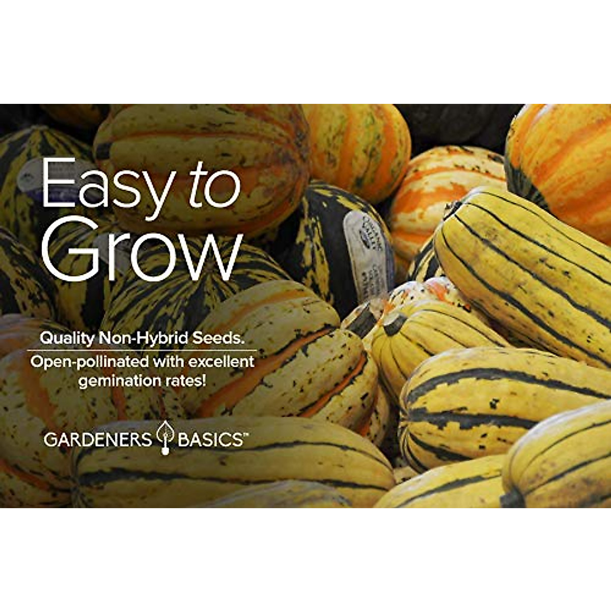 Delicata Squash Seeds for Planting - Winter Squash Heirloom, Non-GMO Vegetable Squash Variety- 3 Grams Seeds Great for Summer Garden by Gardeners Basics