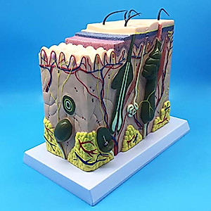 Learning Resources 70X Enlarged Human Skin Anatomical Model, Anatomically Accurate Skin Anatomy Model for Science Classroom Study Display Teaching Model