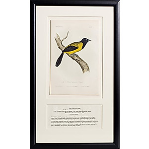 The Black Headed Oriole