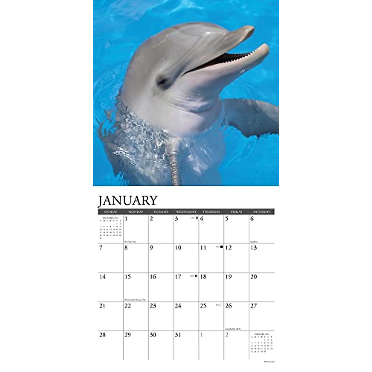 Willow Creek Press Dolphins 2024 12" x 12" Wall Calendar