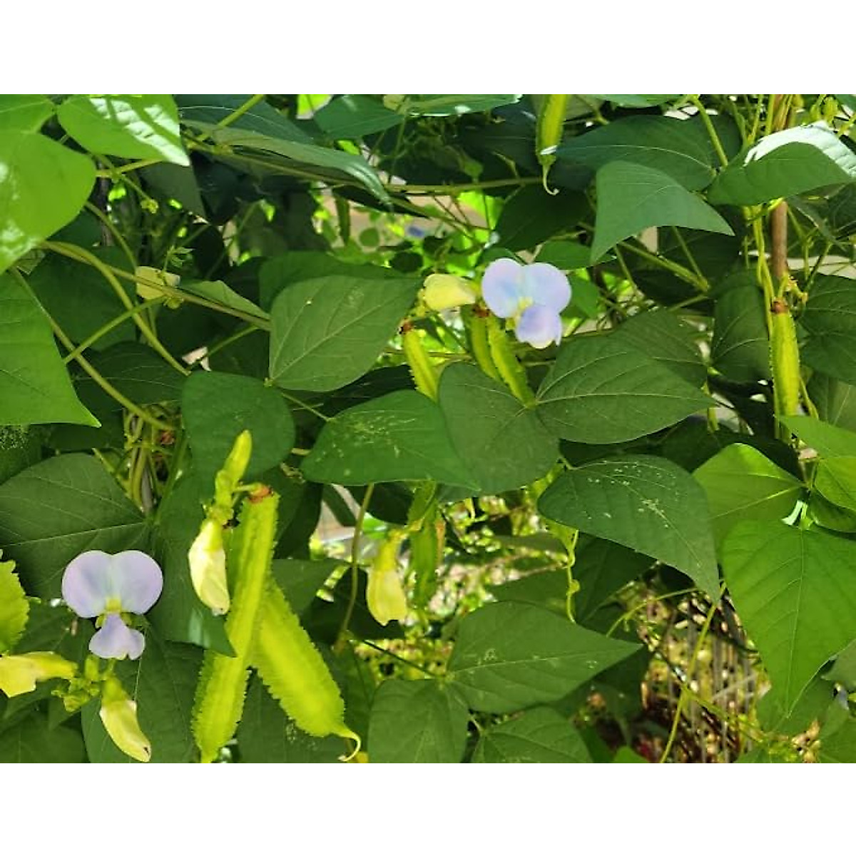 100 Winged Bean Seeds - Đậu Rồng - Aka. Dragon Bean, Four Angled Bean, Cigarillas, Goa Bean, Manila Bean, Princess Bean - Non GMO, Untreated, Heirloom DIY Plant Seedling Garden