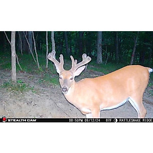 Stealth Cam Flashback 40MP 0.4 Sec Trigger Speed True Color Nighttime Photos White Xenon Flash App-Controlled Hunting Cellular Trail Camera, Available on Verizon & AT&T