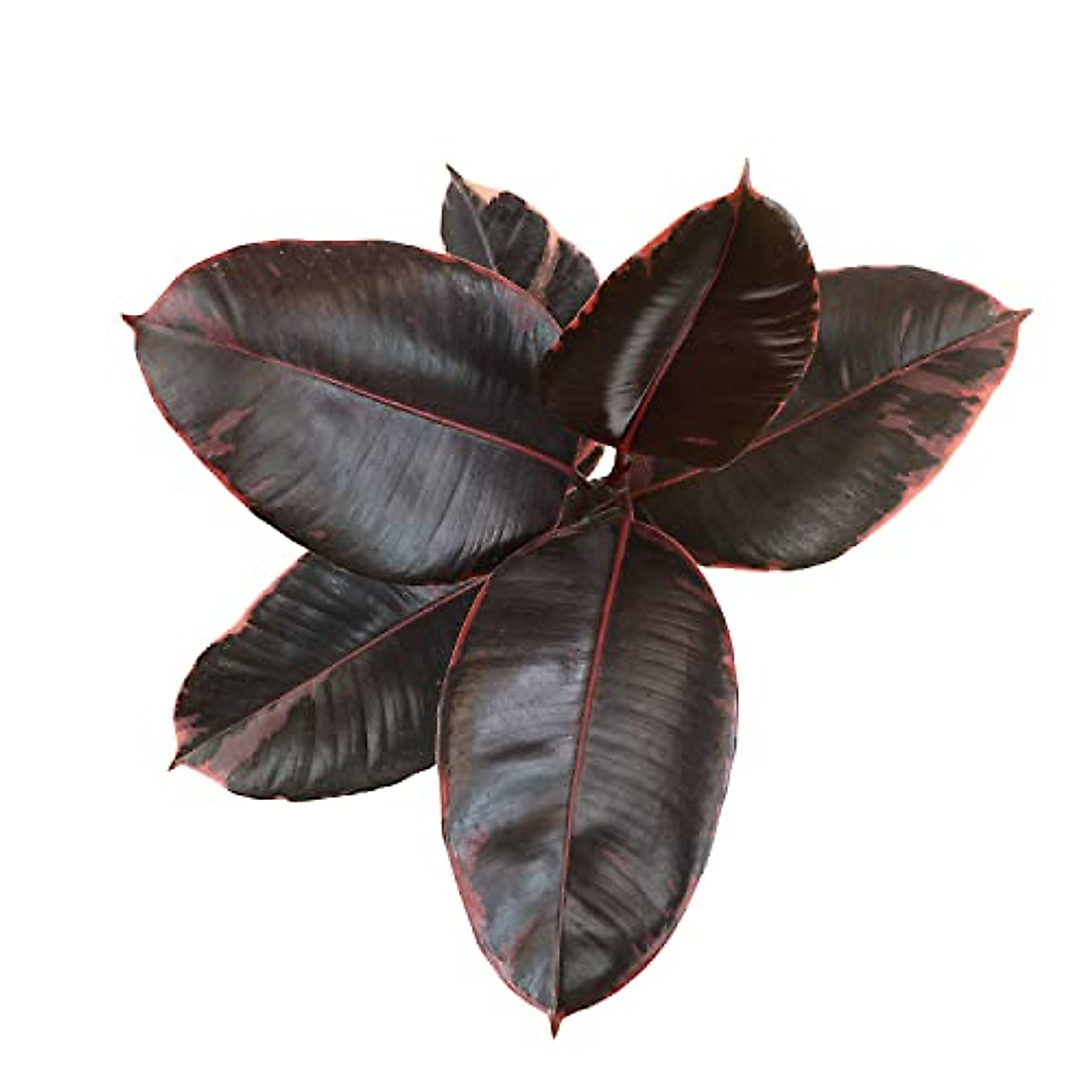 6" Ficus Ruby, Variegated Rubber Plant, Real House Plants, Desk Plants Live, Plant Decor for Bedroom, Floor Plants, Real Plants Indoor Live Plants Indoor Plants Live Houseplants by Plants for Pets