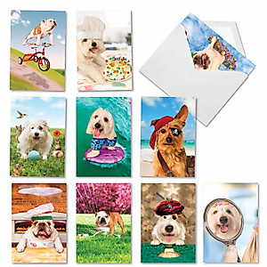 NobleWorks - 10 Funny Birthday Cards Boxed - Assorted Humor Photos, Cartoons, Bulk Bday Greeting Cards with Envelopes - Shaggy Dogs AC3216BDG-B1x10