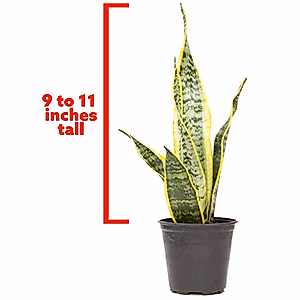 Live Snake Plant, Sansevieria trifasciata Laurentii, Fully Rooted Indoor House Plant in Pot, Mother in Law Tongue Sansevieria Plant, Potted Succulent Plants, Sansevieria laurentii by Plants for Pets