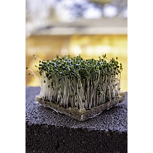 Broccoli Seeds for Sprouting & Microgreens | Calabrese Variety | Non GMO & Heirloom Seeds | Bulk 1 LB Resealable Bag | Rainbow Heirloom Seed Co.