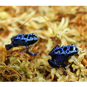 besgrow Premium New Zealand Sphagnum Moss, 100g (8L When Hydrated) - Harvested Sustainably from The Pristine West Coast of New Zealand's South Island