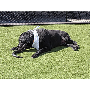 Outback Jack Water Buffalo Bully Horns 100% Natural Dog Treats, Small