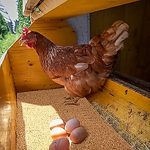 Aulock 10 Pack Thickened Coco Coir Liner Chicken Nest Pads- Coconut Fiber Nesting Box Liners Chicken Coop Bedding Mats Hen House Bottom Poultry Supplies for Composting Hen Laying Eggs