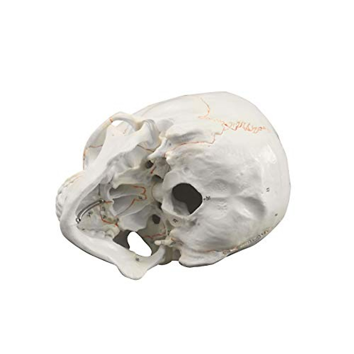 Vision Scientific VAL221 Medical Numbered Human Skull-3 Part | Life Size | from Real Human Skull, Detail Hand Painted Numbering | Sectioned Skullcap | Suture Lines & Full Dentition | Labelled Diagram