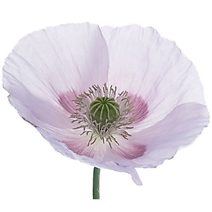 Earthcare Seeds Giant Poppy 250 Seeds (Papaver Somniferum Giganteum) Non GMO - Heirloom