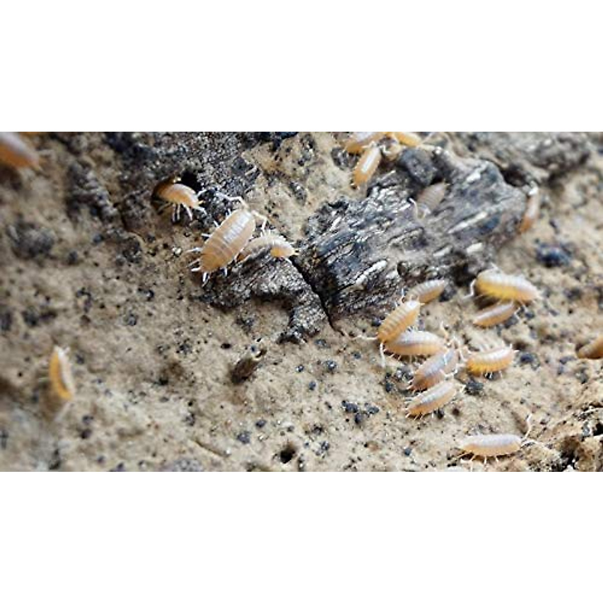 Bugzy Bugs Powder Orange Live Isopods Porcellio Pruinosus Cleanup Crew Roly Poly for Insect Terrarium Reptile Pet Food