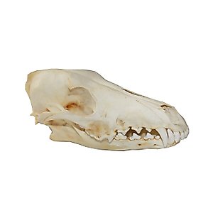 Real Coyote Skull (Cleaned and Assembled Adult American Coyote Skull)