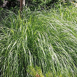 YEGAOL Garden 125Pcs Lemongrass Seeds Cymbopogon Citratus Edible Ornamental Cooking Fast-Growing Fragrant Drought Tolerant Perennial Annual Potted Patio Border Garden Plant Herb Seeds