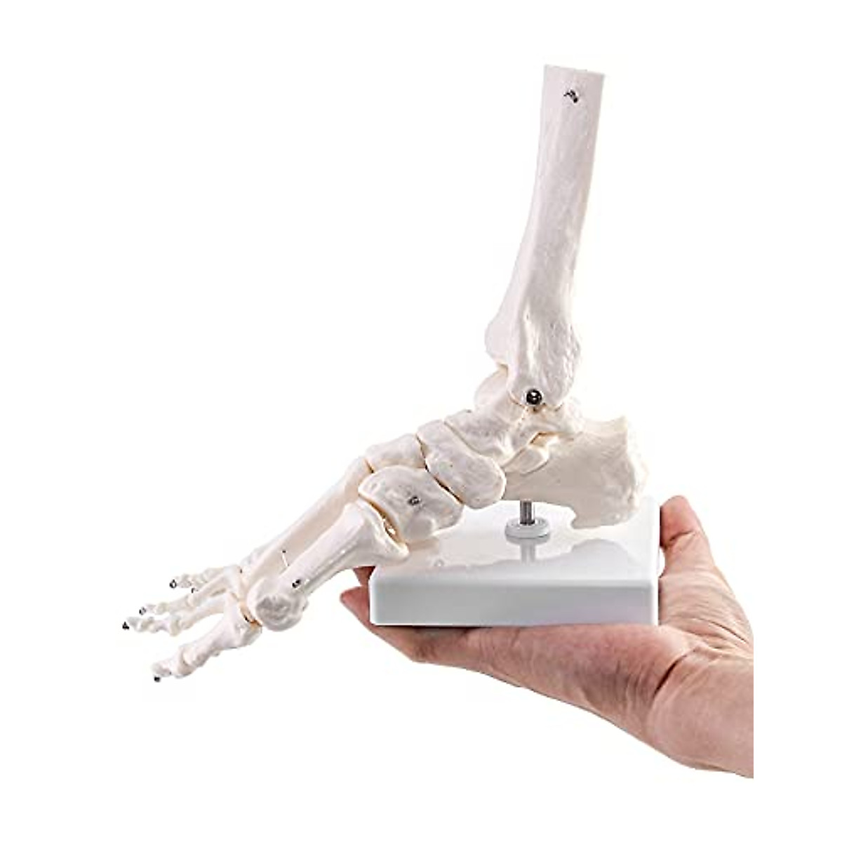 QWORK Human Foot Skeleton Model, Life Size Medical Anatomy Foot and Ankle Model, Right, Fully Articulated, for Medical Study & Science Classroom