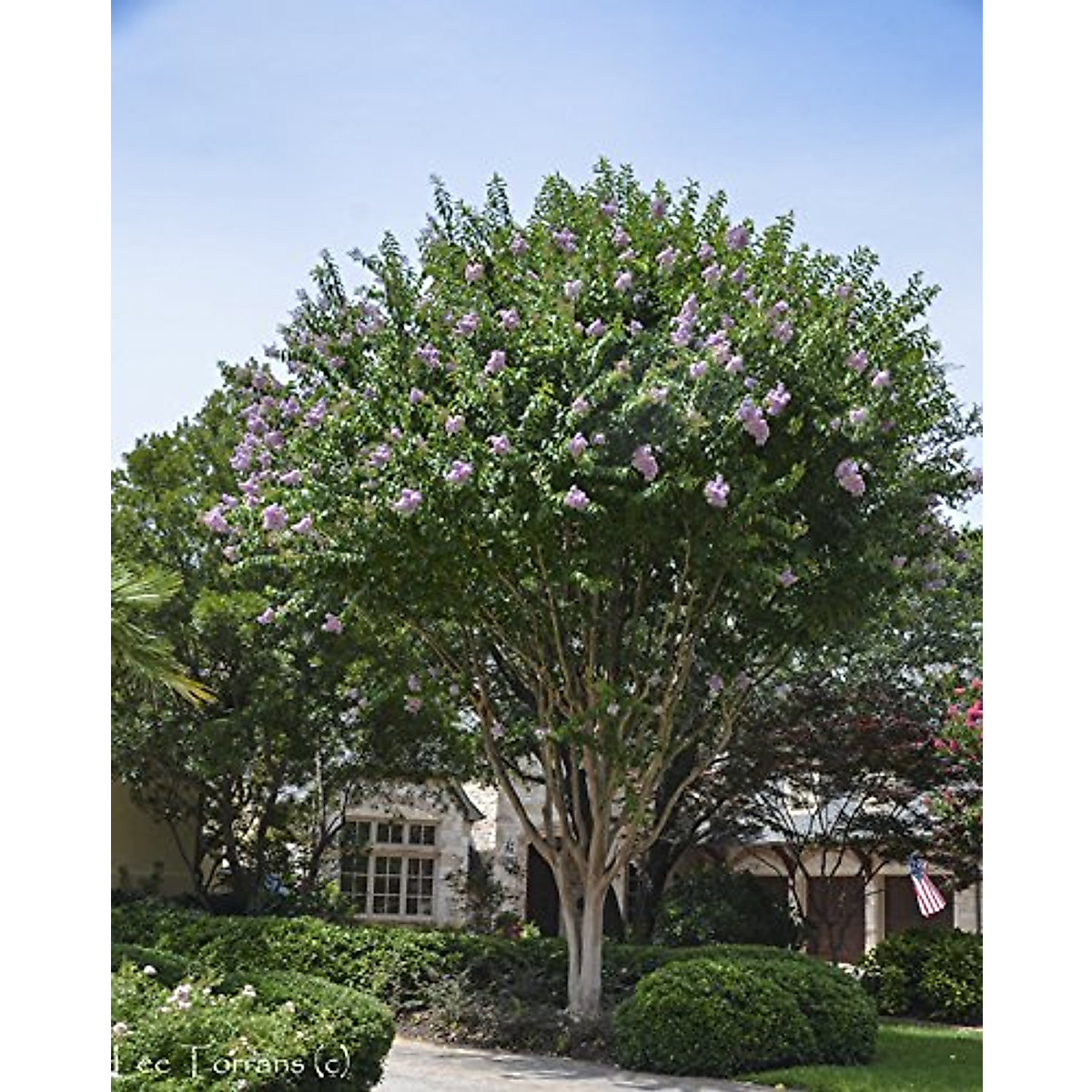 4 Pack Muskogee (Lavender) Crape Myrtle Trees - 4 Live Plants - Quart Containers
