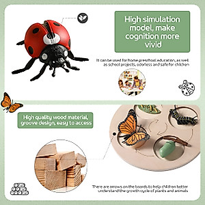 21 PCS Life Cycle Figurines of Butterfly Ladybug Snail Turtle Plant with Wooden Board, Realistic Animal Growth Cycle Figures, Education Learning Growth Stage Model Biology Science Kit Toy for Kids