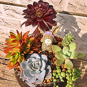 Seeds Of Strength 200+ Mixture Succulent Plants Seeds Bonsai Pot Flower for DIY Home Garden