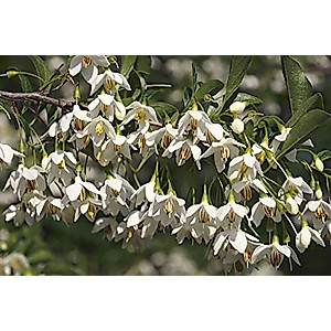 TriStar Plants - Japanese Snowbell Tree, 1 Gallon Trade Pot, 4'ft Tall, Styrax Japonicus, Spring, Fragrant White Flowers, Fall Color, Fast Growing Trees