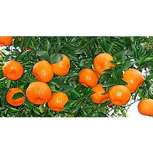 20+ Mandarin Orange Tree Seeds Dwarf Edible Fruit Citrus Fruit Plant Outdoor Plants Bonsai