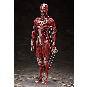 FREEing Human Anatomical Model Figma Action Figure,Multicolor