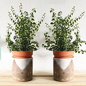 2pcs Trellis for Plants, Small Metal Leaf Shaped Plant Trellis Indoor House Plant Trellises Climbing Plants Mini Trellis for Potted Plants Houseplants Decoration (Black)