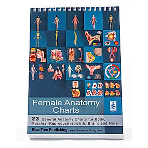 Female Anatomy (Flip Chart)