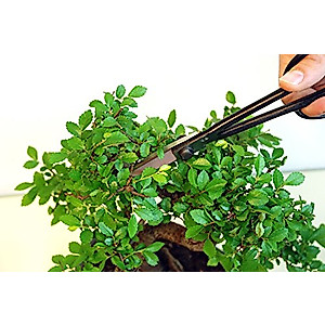 Okatsune 207 Pine Needles Shears with BP