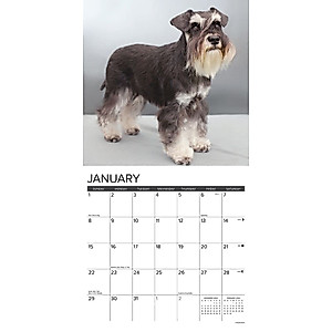Just Miniature Schnauzers 2023 Wall Calendar