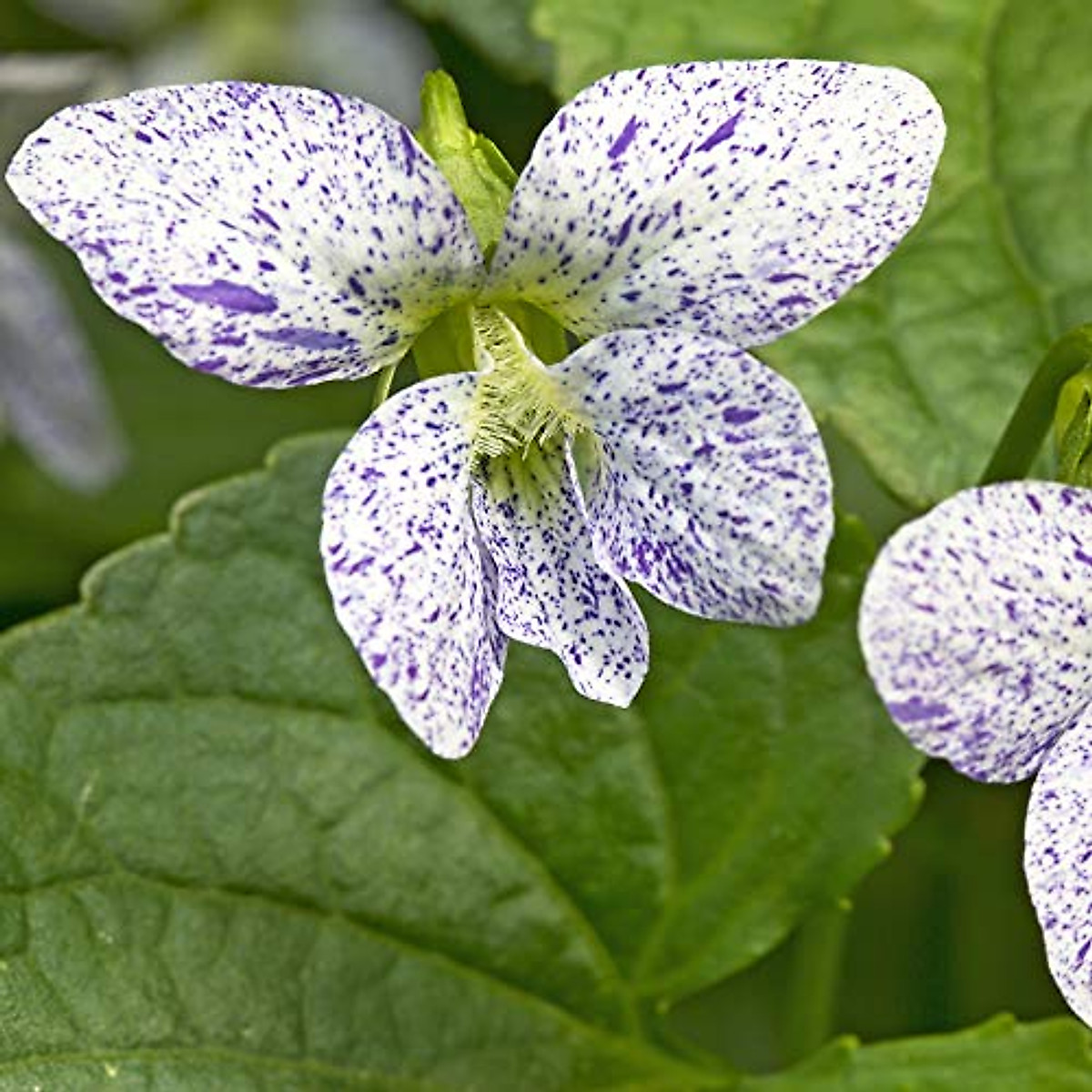 Outsidepride Viola Freckles Garden Flowers for Containers, Hanging Baskets, & Window Boxes - 50 Seeds