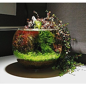 Mainam (1-Cup) Dwarf Baby Tears Carpet Imported Direct from Grower Live Aquarium Plants Decoration Tissue Culture for Freshwater Aquatic Plant Tank