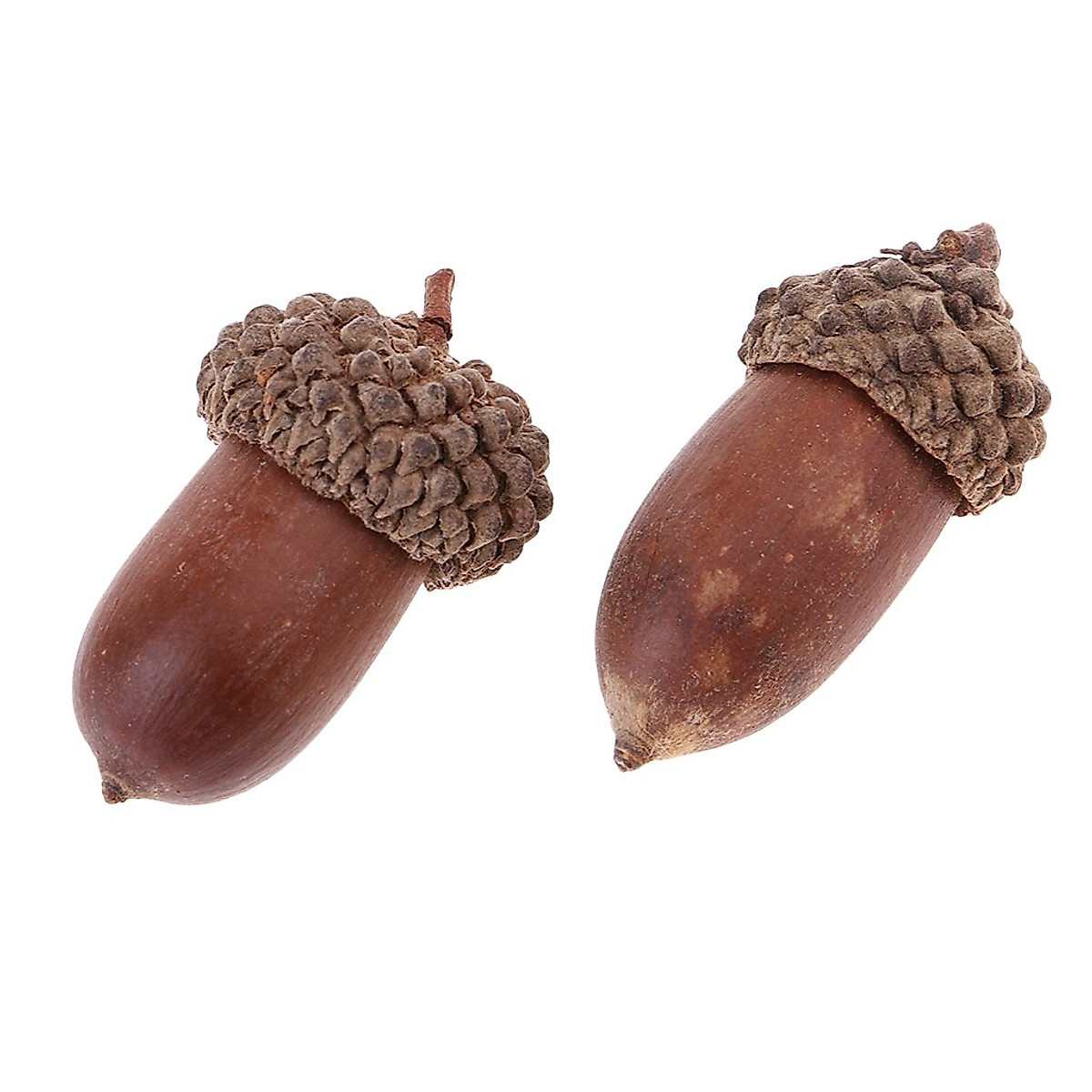 menolana 30 Pieces Acorns, Natural Dry Acorns,