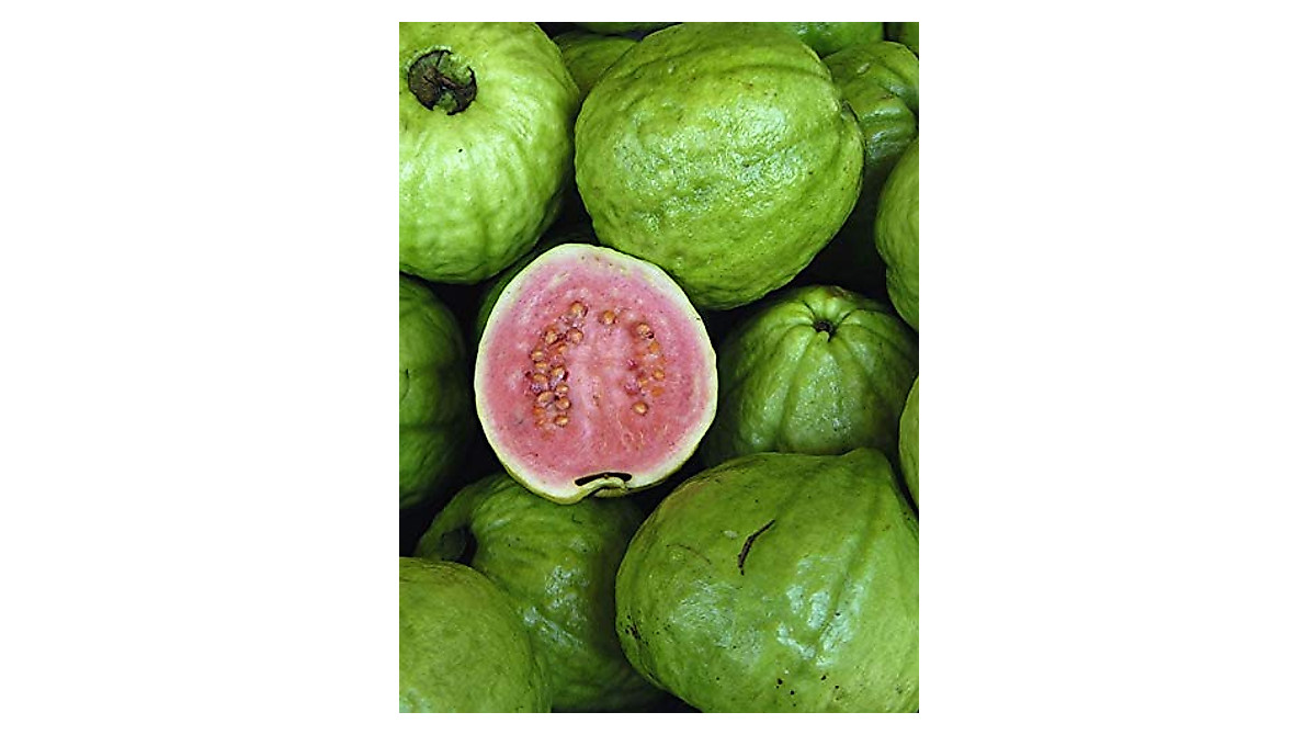 Pink Guava Plant - Grow Sweet 'Barbie Pink' Guava Tree Live