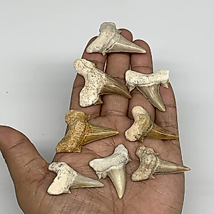 8 Pieces Lot, 47.3g, 1.1"- 1.4" Small Natural Fossilized, Fossils Fish Shark Tooth, Shark Teeth from Morocco,B12750