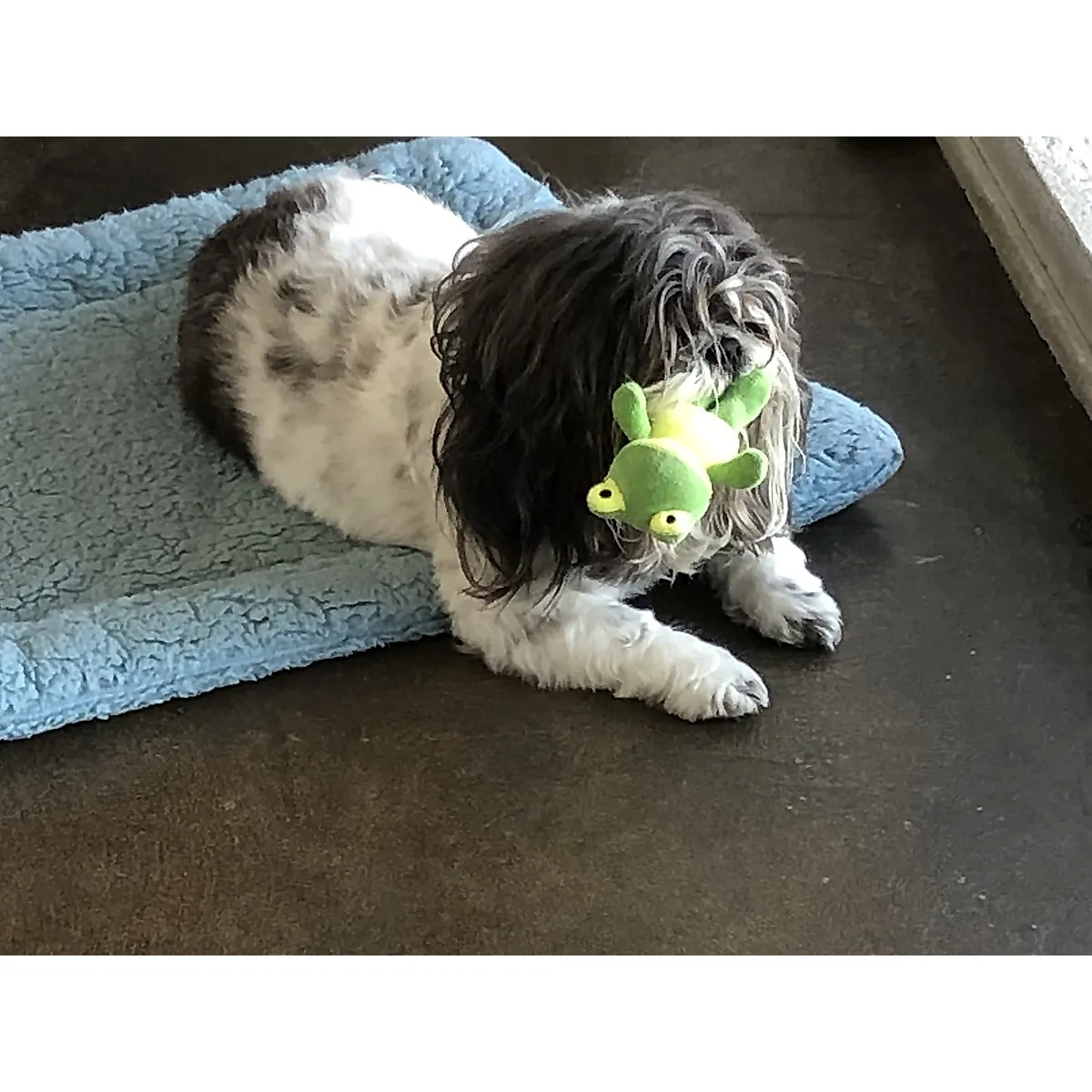 Glory To Dog TinyToy Green Frog Plush Dog Toy for Puppies and Small Dogs