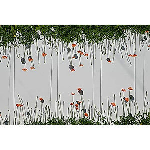 Nikon Z5 + Z 24-50mm Mirrorless Camera Kit (273-point Hybrid AF, 5-axis in-Body Optical Image stabilisation, 4K Movies, Dual Card Slots) VOA040K001