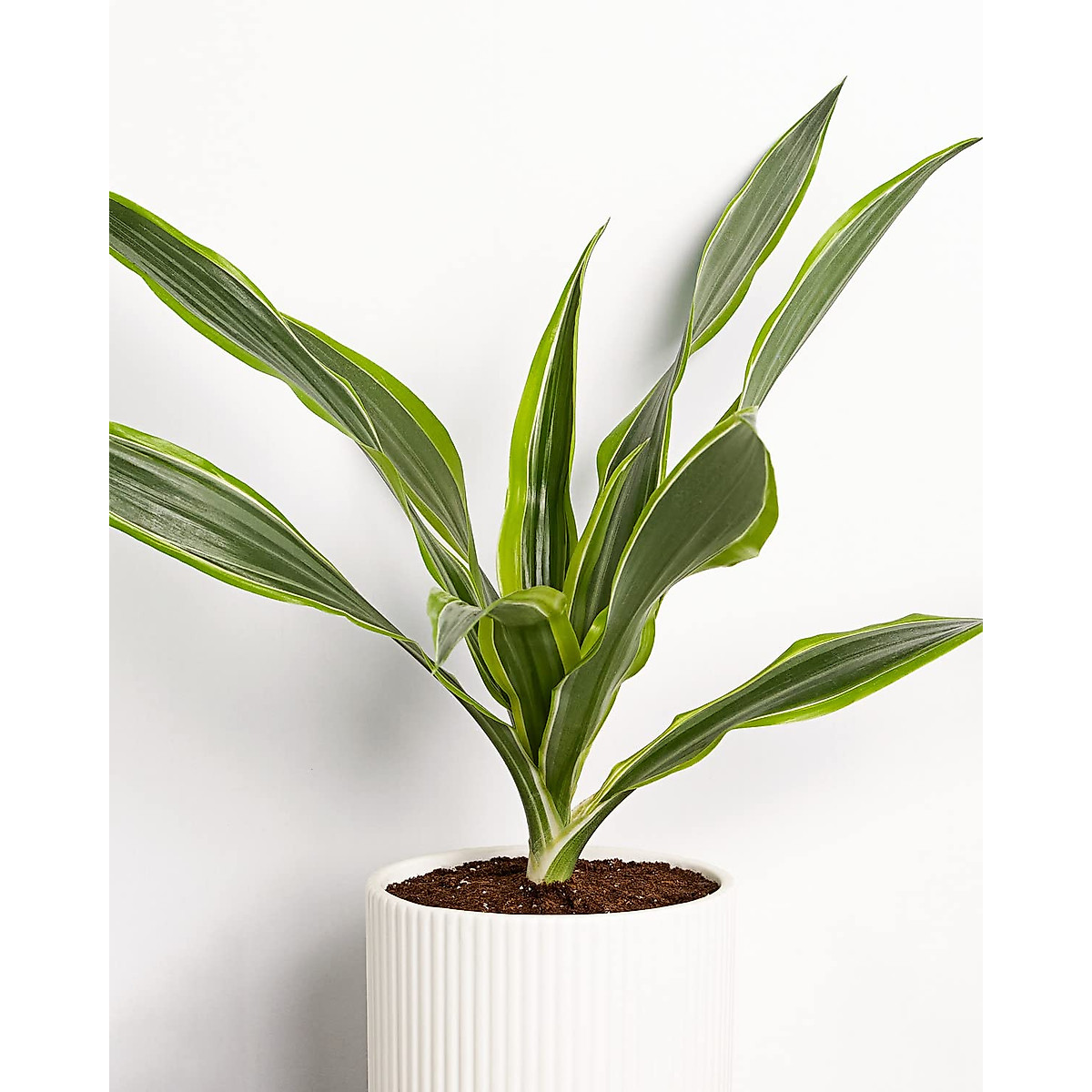 Greendigs Lemon Lime Dracaena Plant in White Ceramic Fluted 5-Inch Pot - Houseplant Pre-Potted with Premium Soil